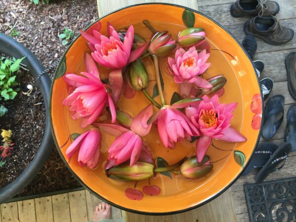 Teachings - Bodhi Path